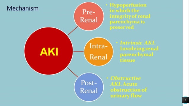 drug induced Kidney injury | PPTX | Endocrine and Metabolic Diseases ...