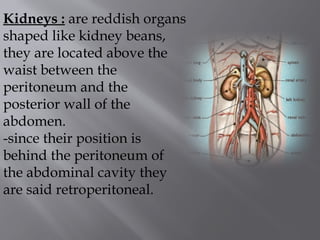 Comprehensive Overview of Kidney Anatomy and Function | PPTX