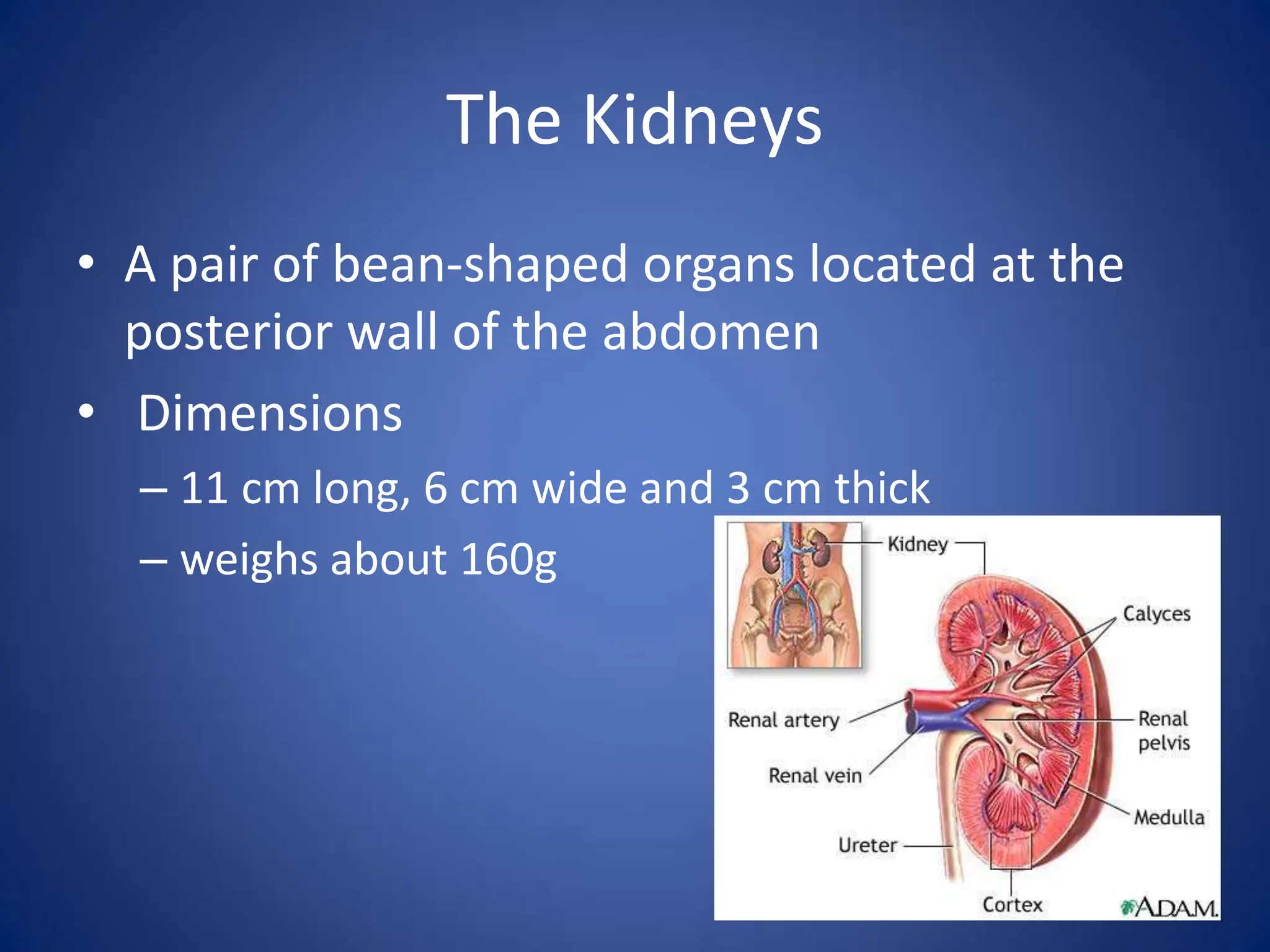 kidney & Its Common Diseases for starters .ppt