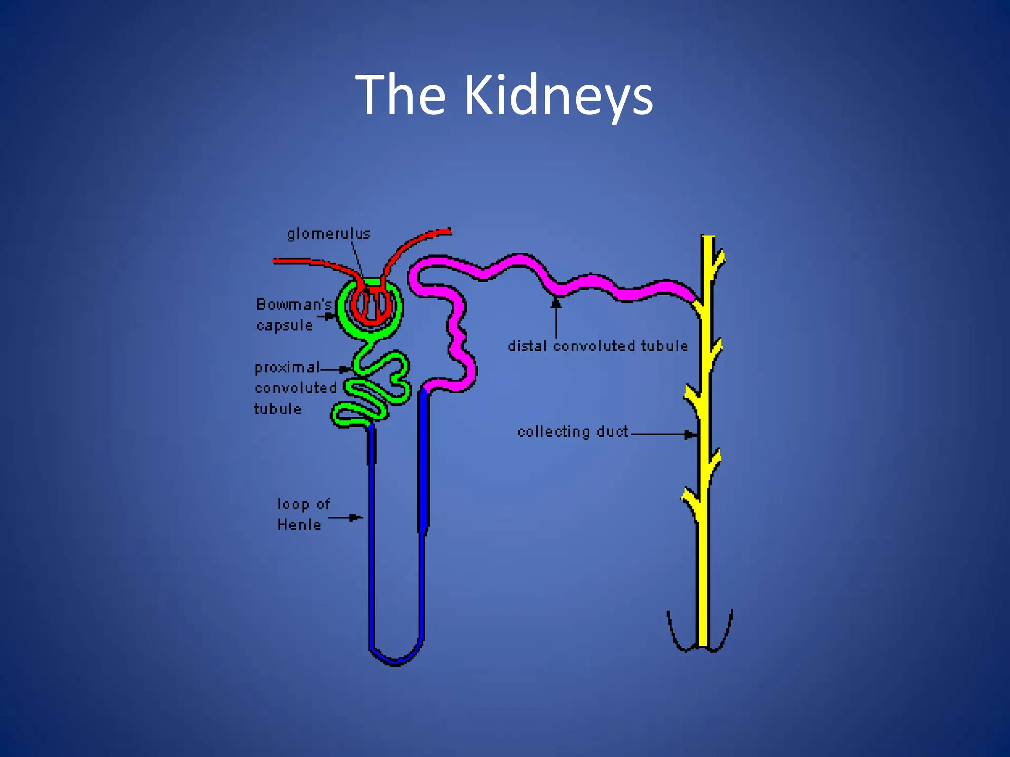 kidney & Its Common Diseases for starters .ppt