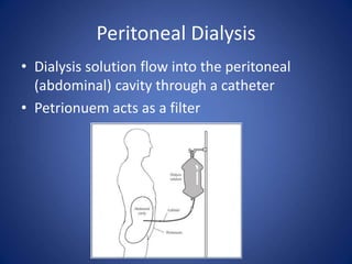 kidney & Its Common Diseases for starters .ppt