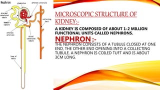 KIDNEY | PPT
