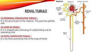 KIDNEY | PPTX