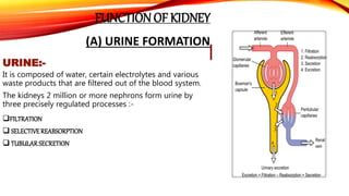 KIDNEY | PPT
