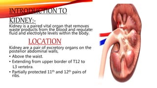 KIDNEY | PPT
