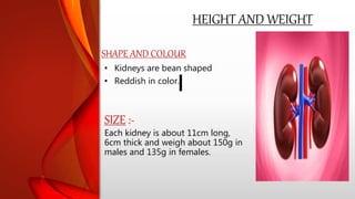 KIDNEY | PPTX