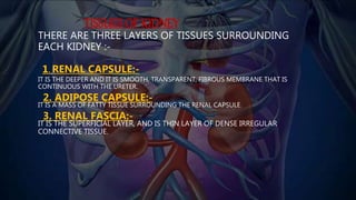 KIDNEY | PPTX