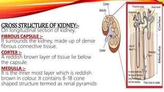 KIDNEY | PPT