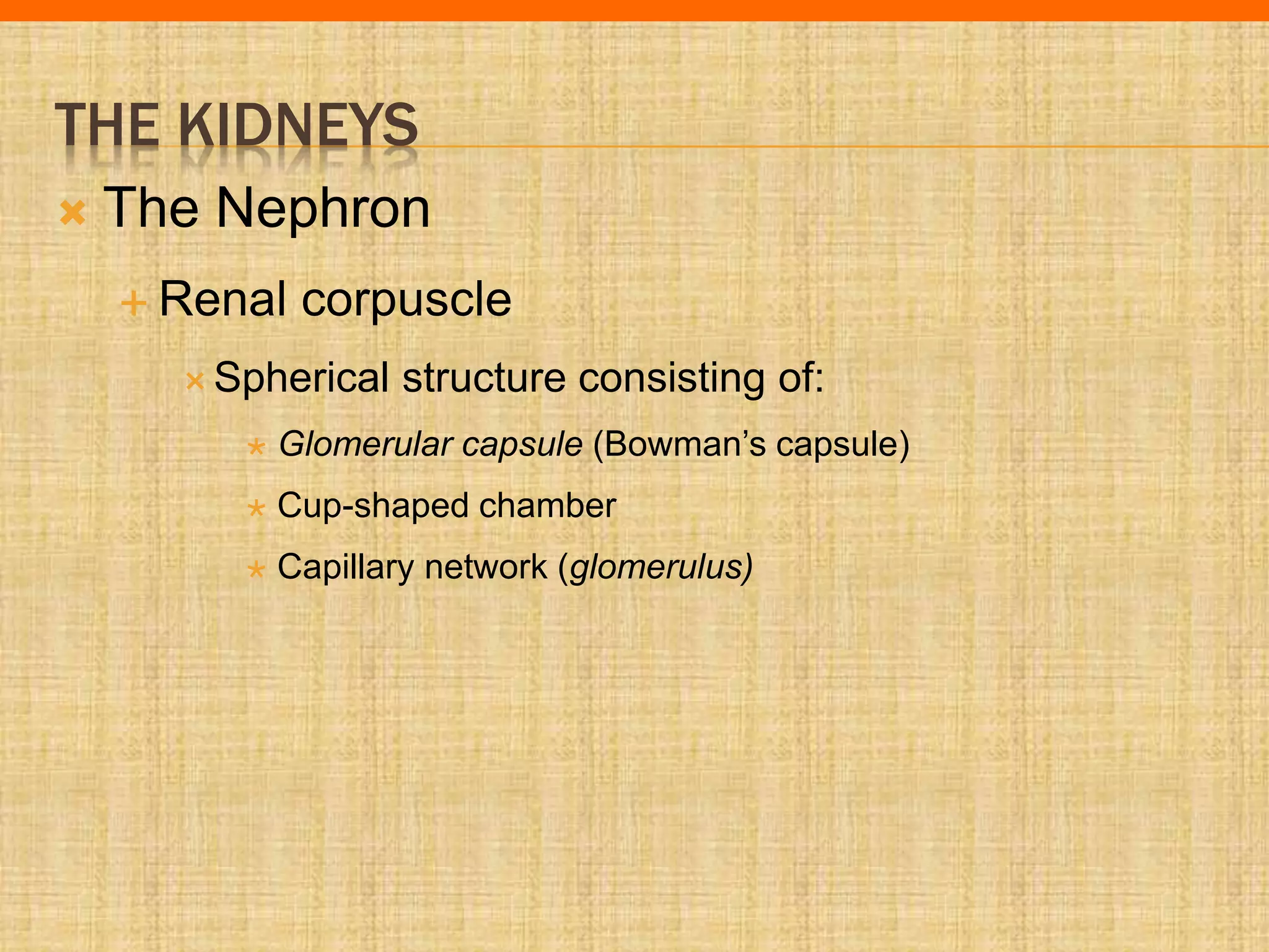 KIDNEY LECTURE 2017.ppt