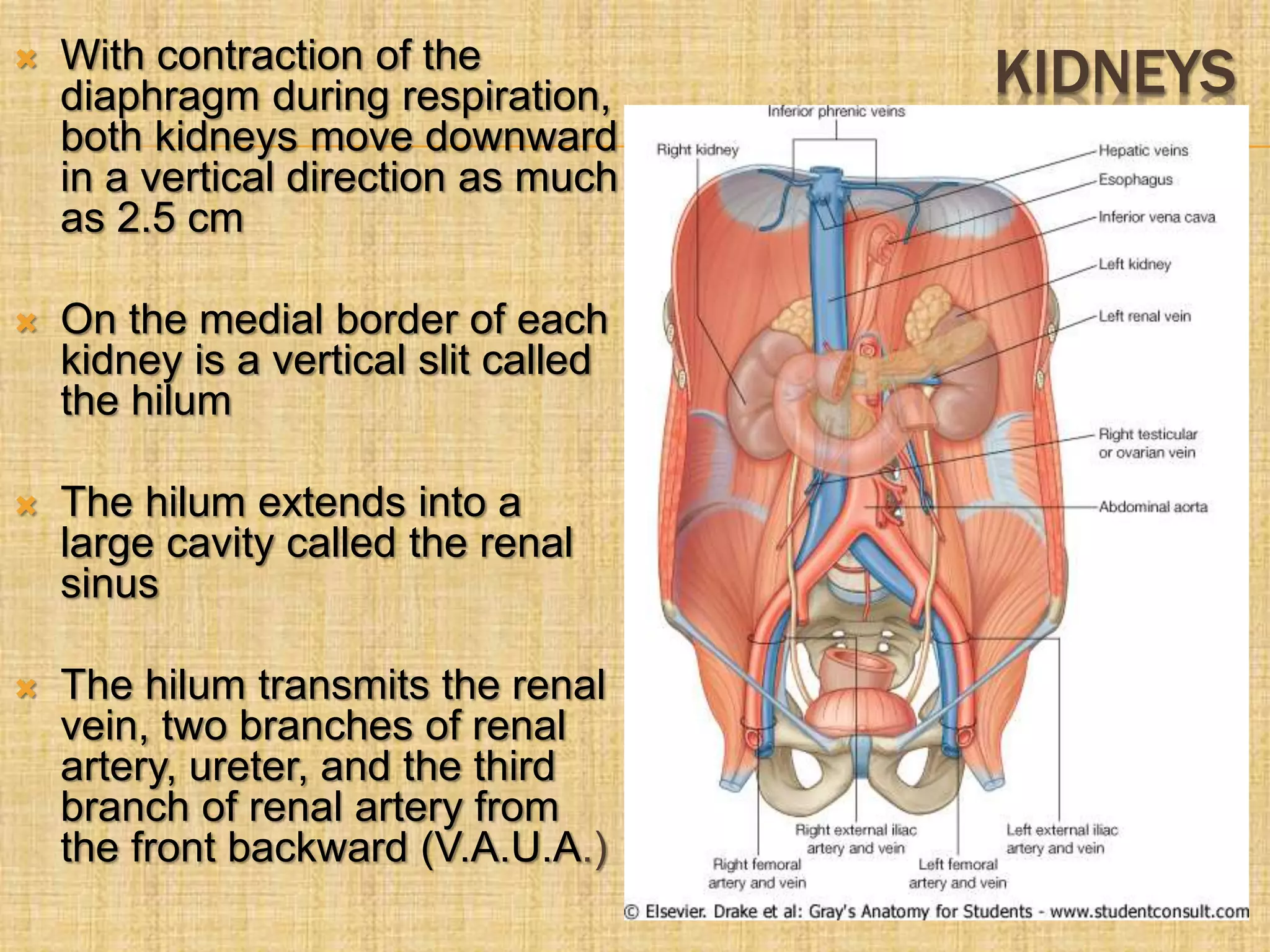 KIDNEY LECTURE 2017.ppt