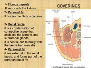 KIDNEY LECTURE 2017.ppt