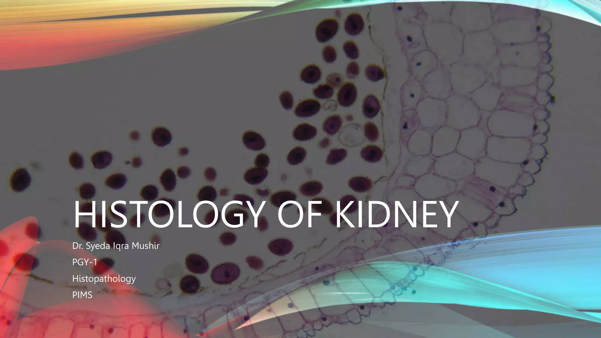 Kidney Normal histology.pptx