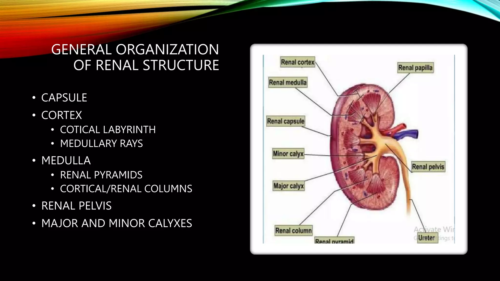Kidney Normal histology.pptx