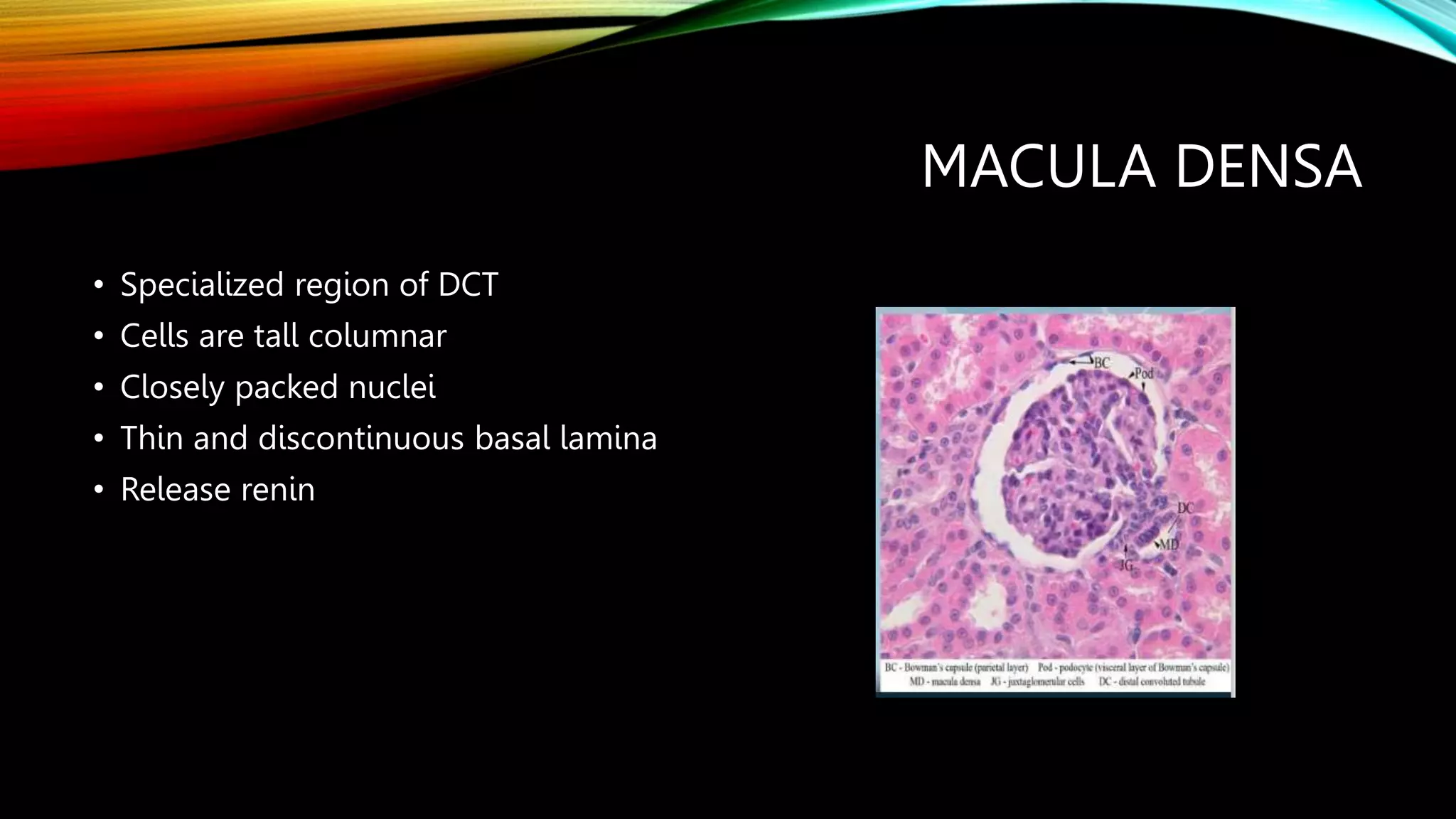 Kidney Normal histology.pptx