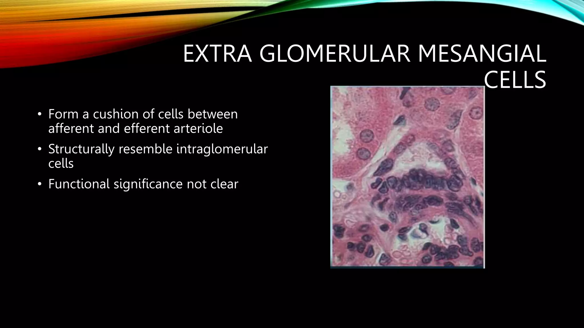 Kidney Normal histology.pptx