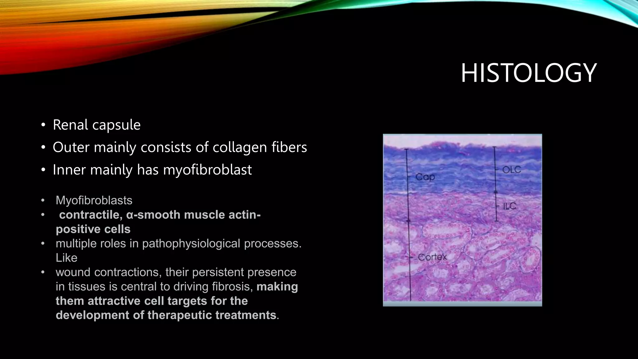 Kidney Normal histology.pptx