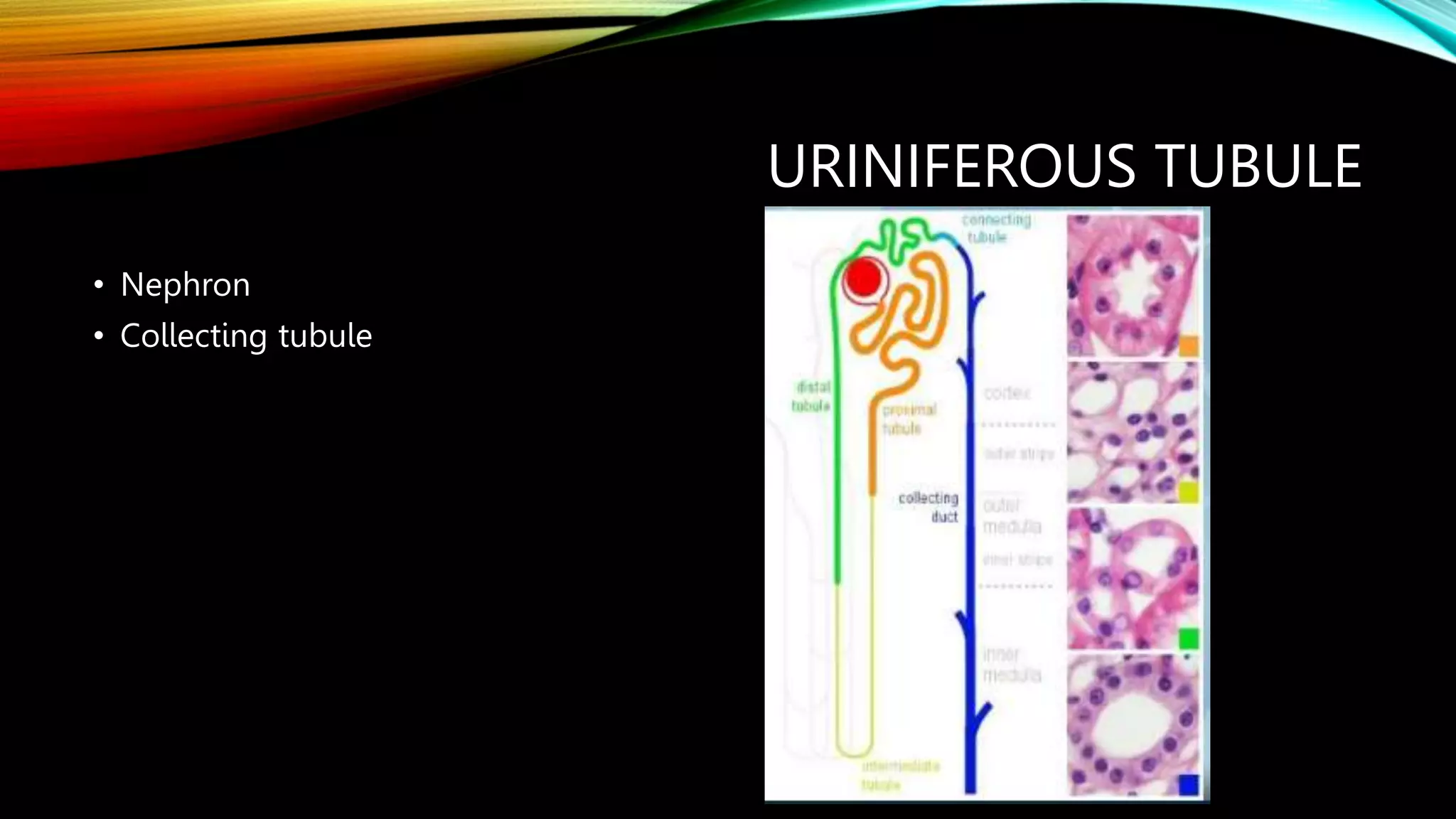 Kidney Normal histology.pptx