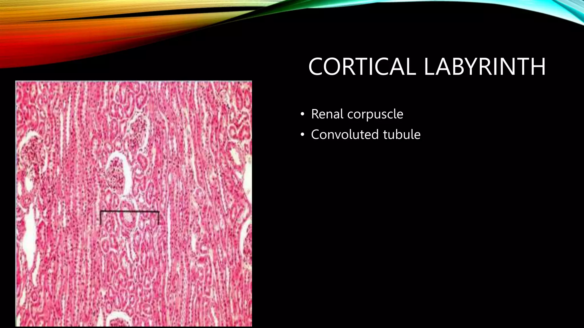 Kidney Normal histology.pptx