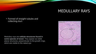 Kidney Normal histology.pptx