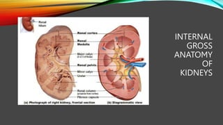 Kidney Normal histology.pptx