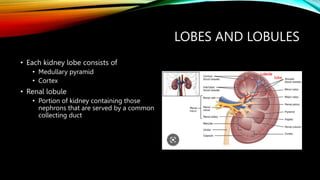 Kidney Normal histology.pptx