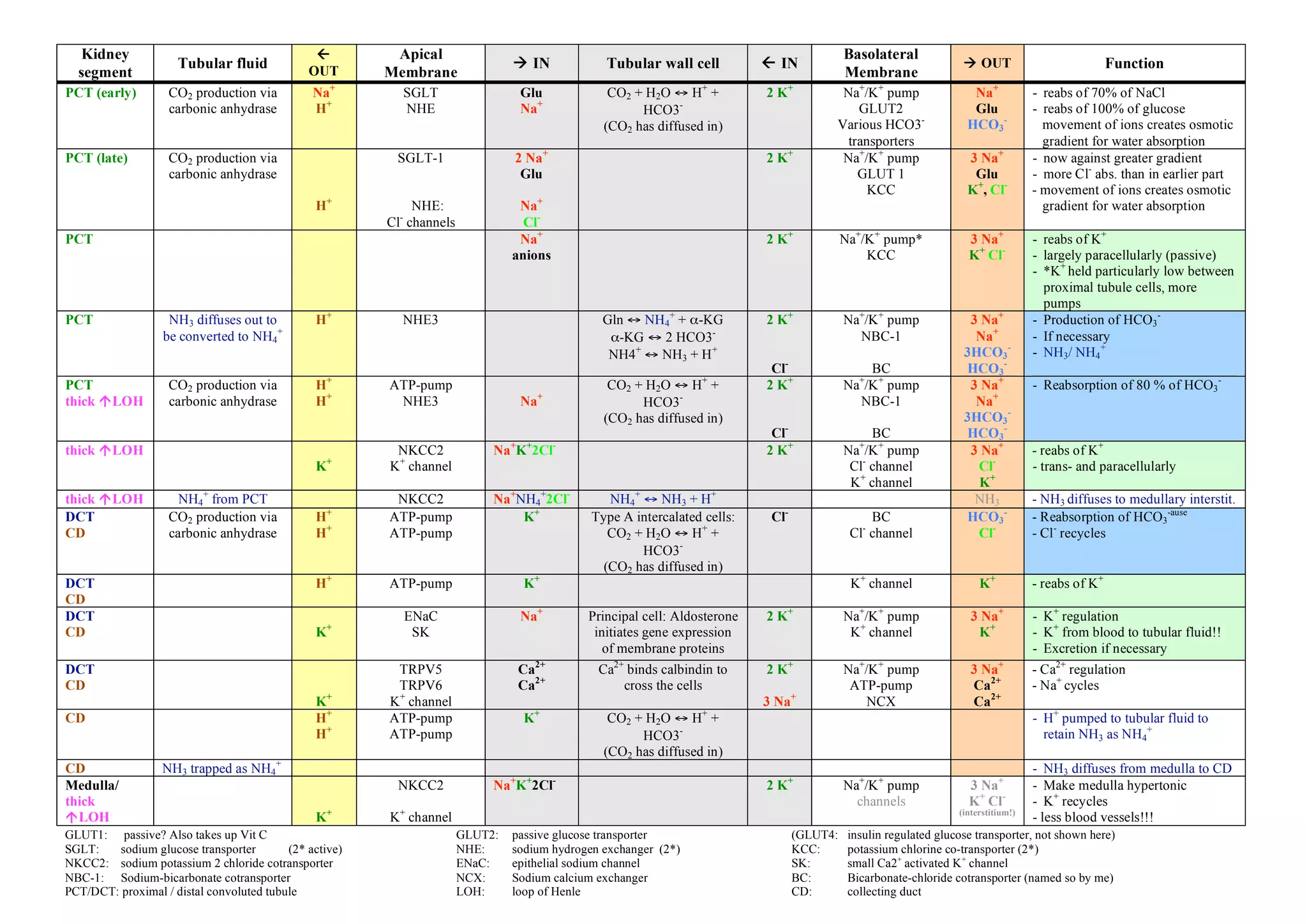 Overview of Ion Movements in the Kidney | PDF
