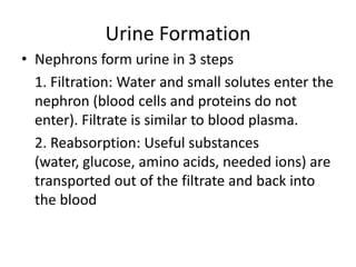 Kidney physiology | PPT