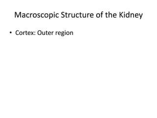 Kidney physiology | PPT