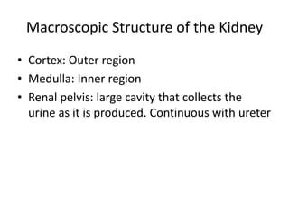 Kidney physiology | PPT
