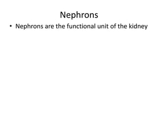 Kidney physiology | PPT