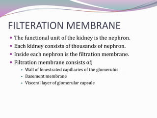 Kidney Power Point Presentation | PPTX