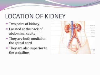 Kidney Power Point Presentation | PPTX