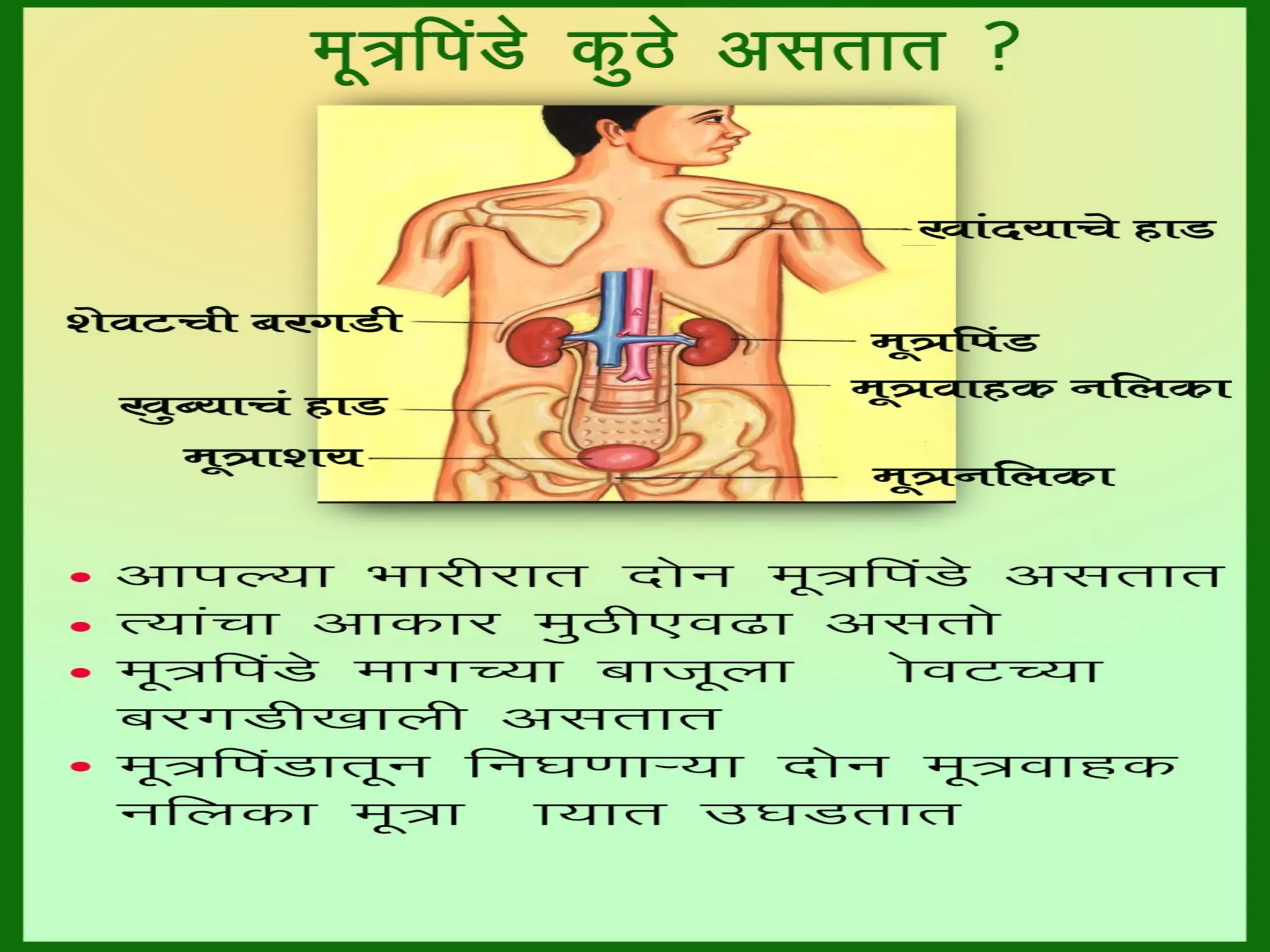 Kidney ppt | PPT