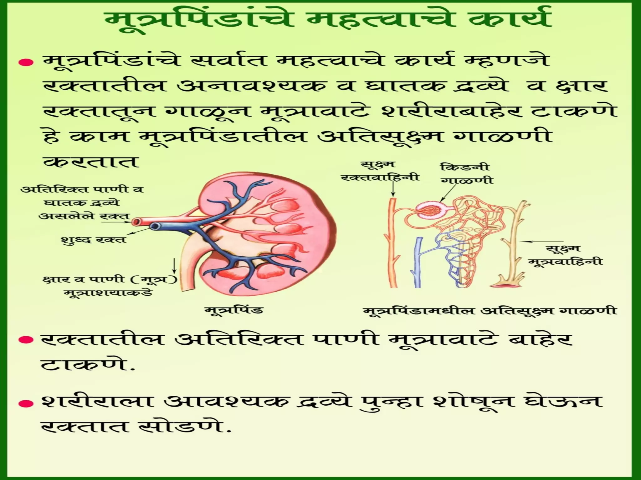 Kidney ppt | PPT