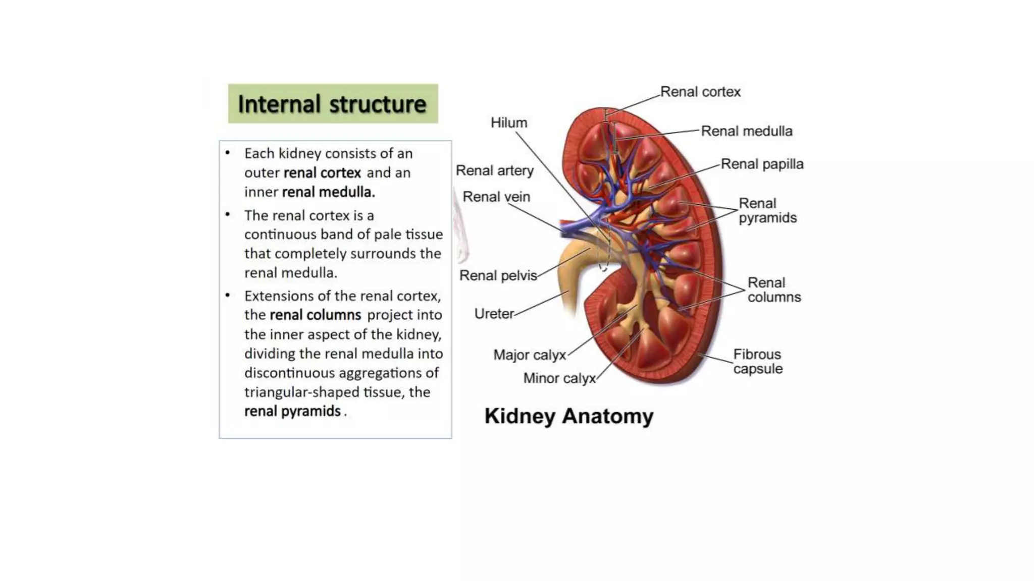 Kidney anatomy and ct ppt.pptx