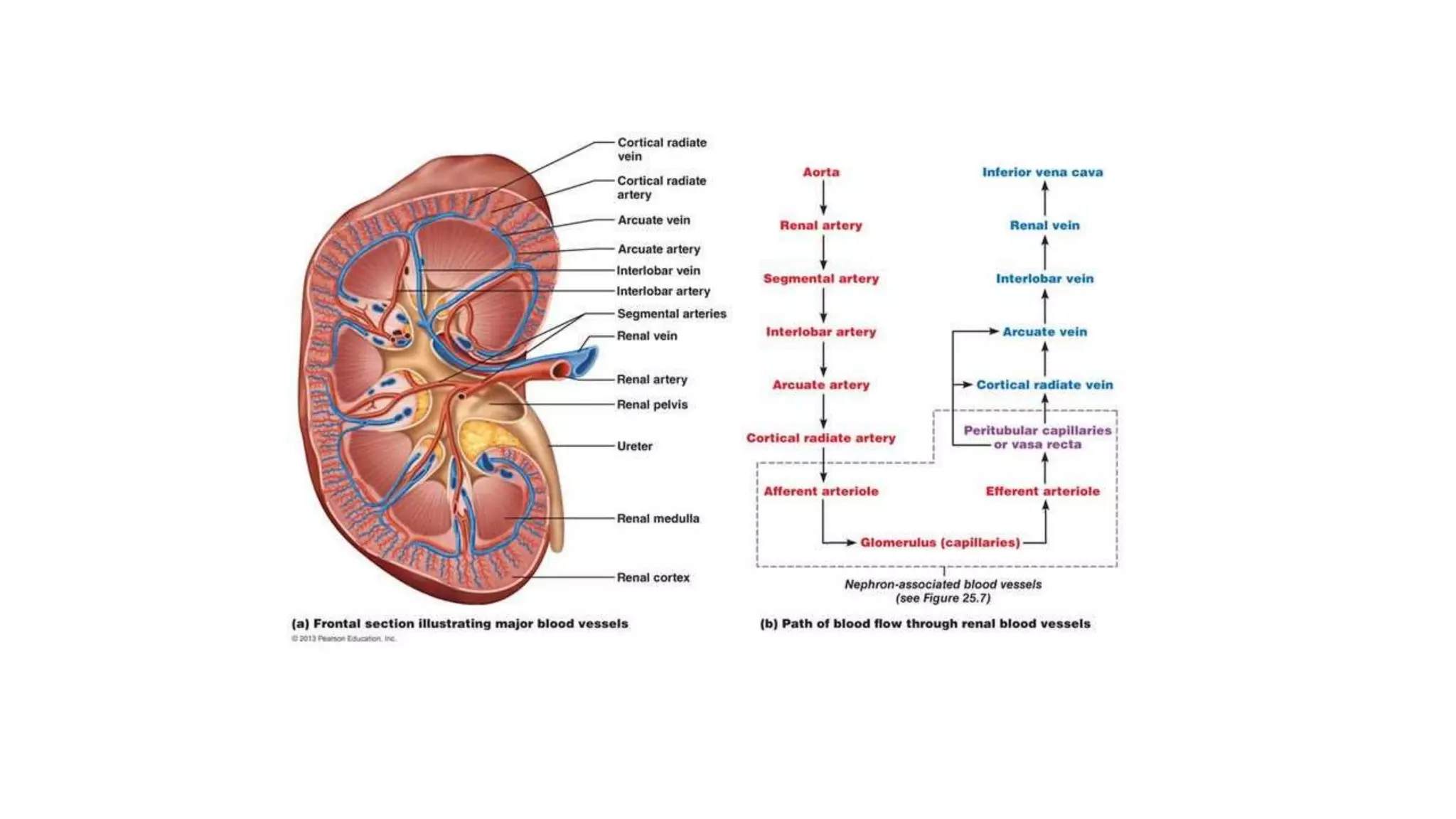 Kidney anatomy and ct ppt.pptx