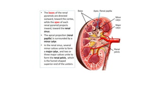 Kidney anatomy and ct ppt.pptx