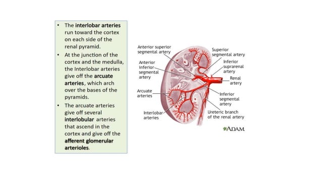 Kidney anatomy and ct ppt.pptx