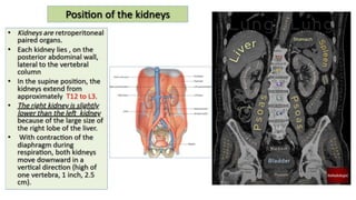 Kidney anatomy and ct ppt.pptx