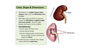 Kidney anatomy and ct ppt.pptx