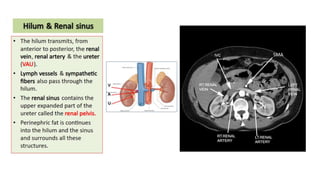 Kidney anatomy and ct ppt.pptx