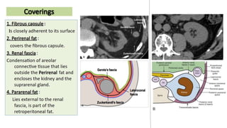 Kidney anatomy and ct ppt.pptx