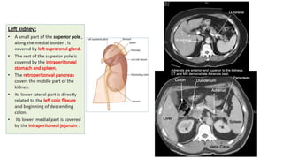 Kidney anatomy and ct ppt.pptx