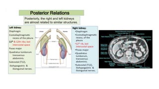Kidney anatomy and ct ppt.pptx