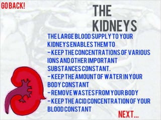 Kidneys Presentation | PPTX
