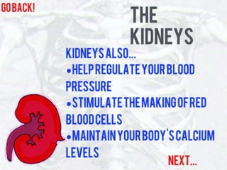Kidneys Presentation | PPTX