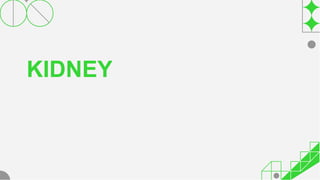 kidney and it's function presentation.pptx