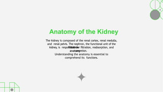 kidney and it's function presentation.pptx