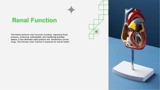 kidney and it's function presentation.pptx