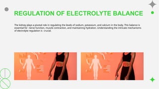 kidney and it's function presentation.pptx